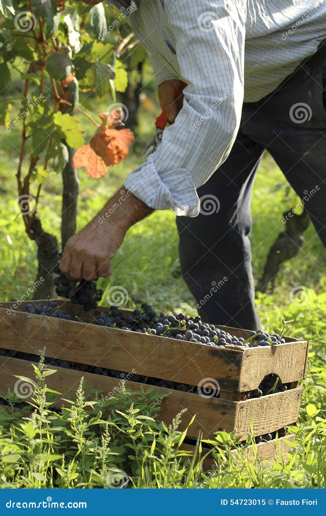 Vineyard working stock image. Image of grow, husbandman - 54723015