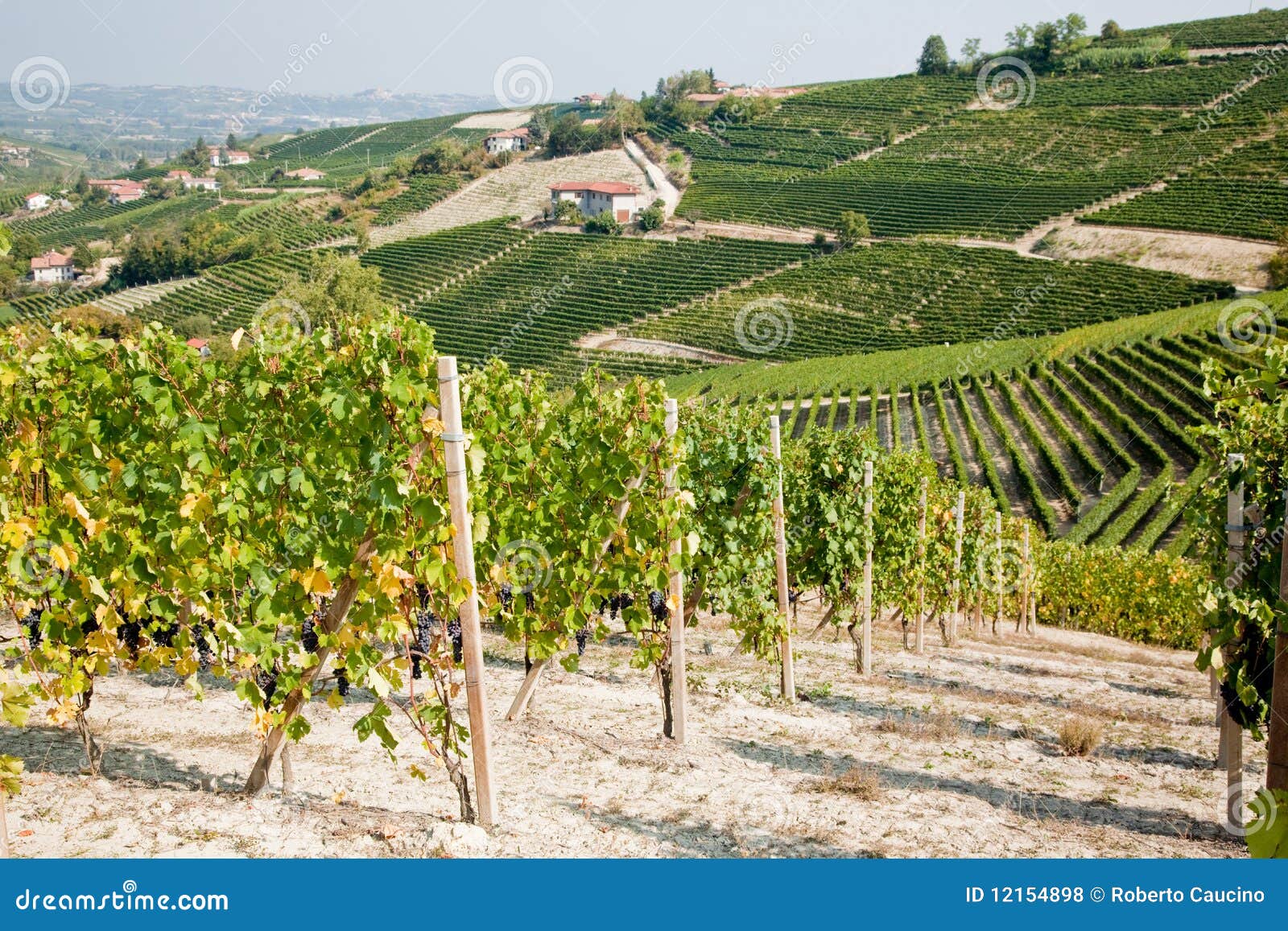 Vineyards stock photo. Image of landscape, fruit, cultivation - 12154898