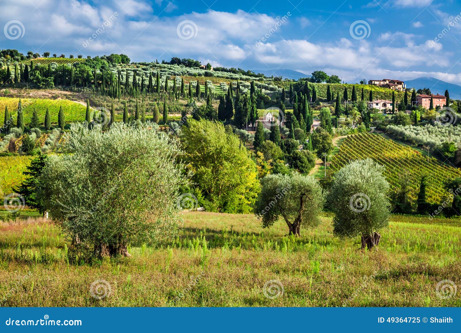 Vineyards Amd Olive Trees in Tuscany Stock Image - Image of ripe, land ...