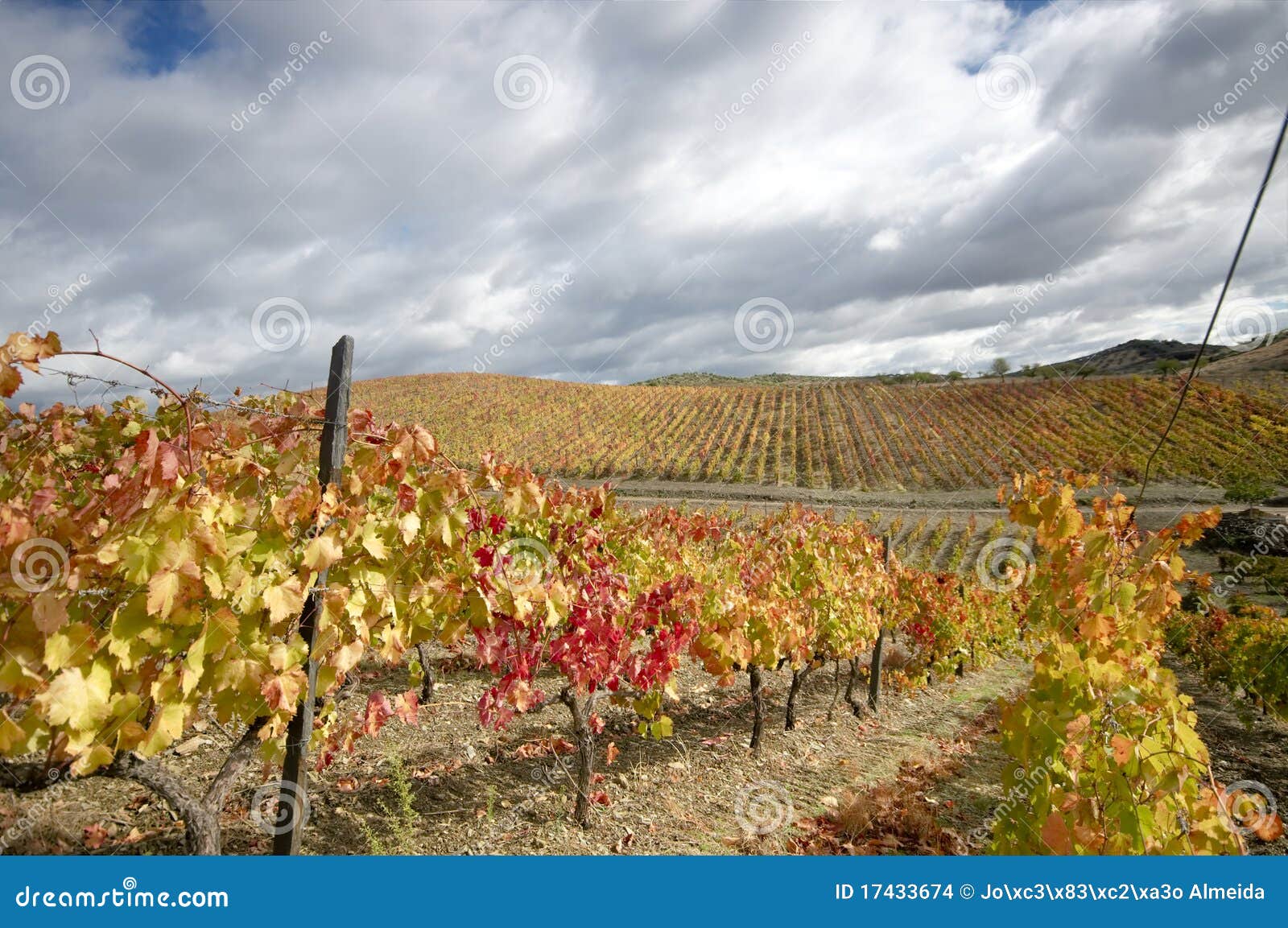 Vineyards in autumn colors stock photo. Image of vine - 17433674