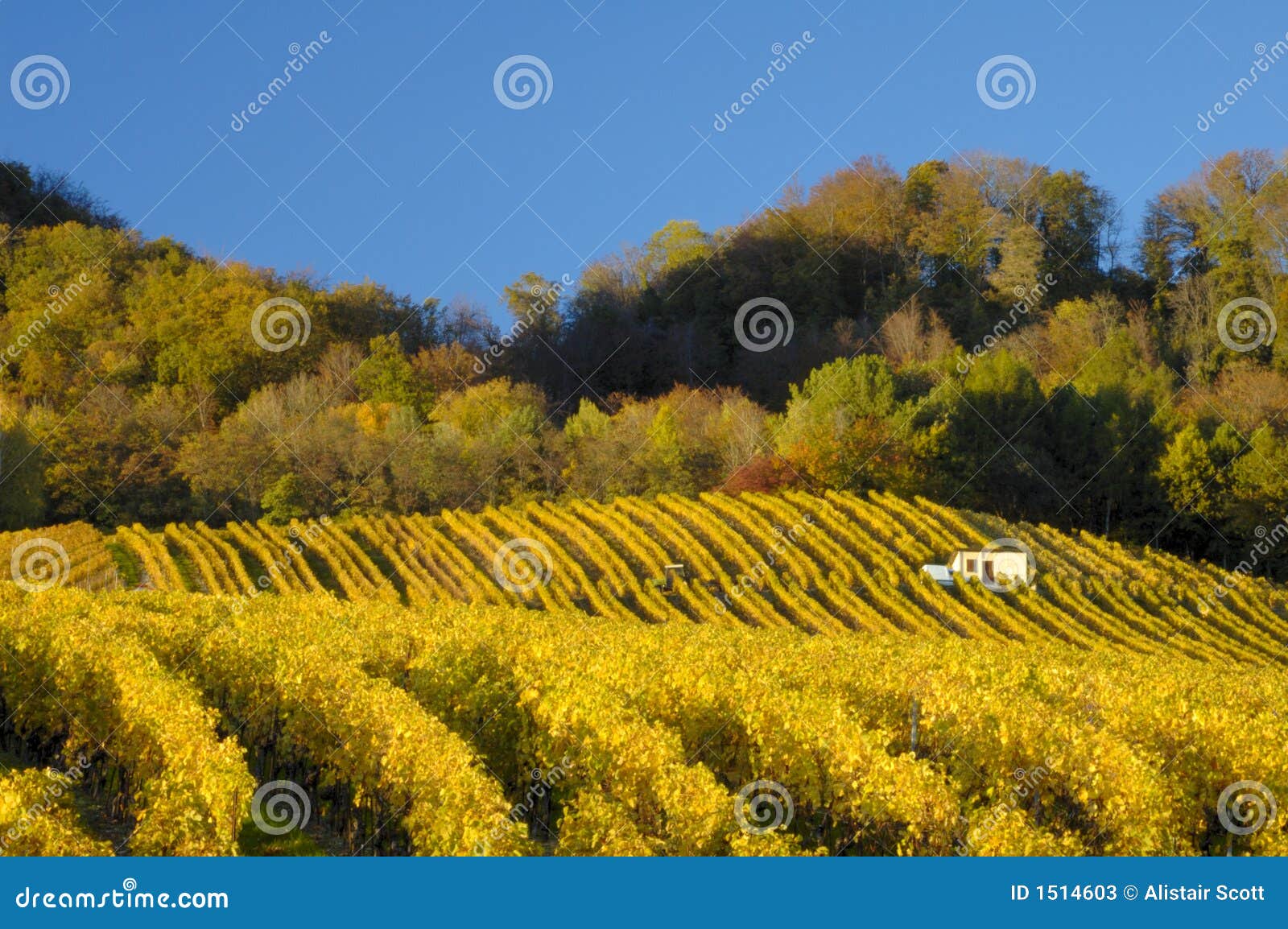 Vineyards in Autumn (Horizontal) Stock Image - Image of drink, european ...