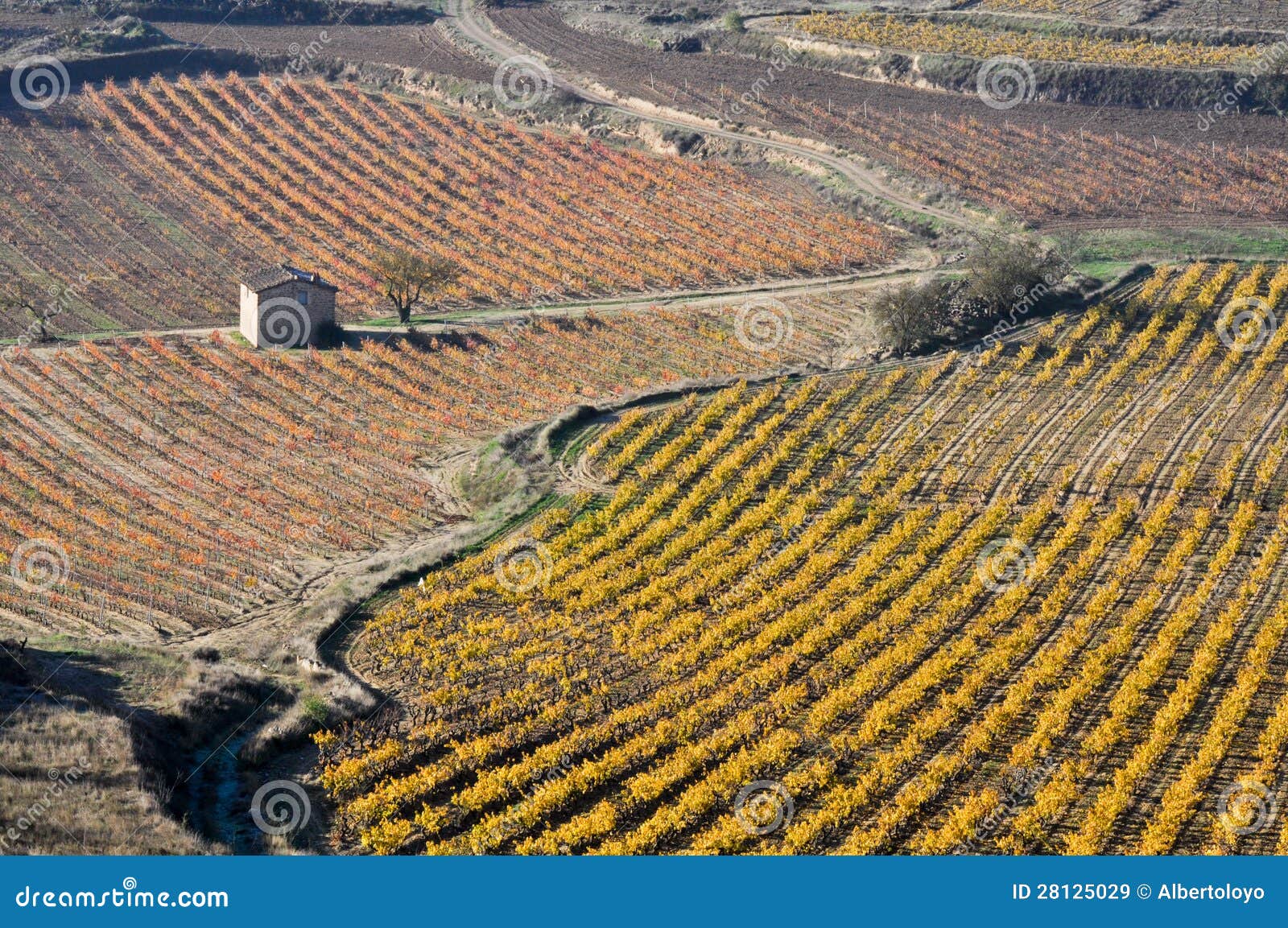 Vineyards in Autumn (Spain) Stock Image - Image of nature, autumn: 28125029