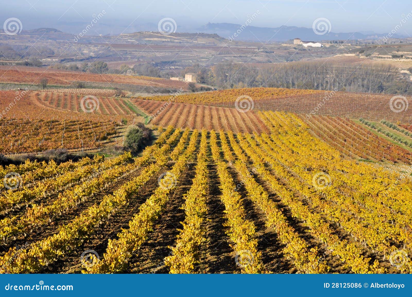 Vineyards in Autumn (Spain) Stock Photo - Image of land, countryside ...