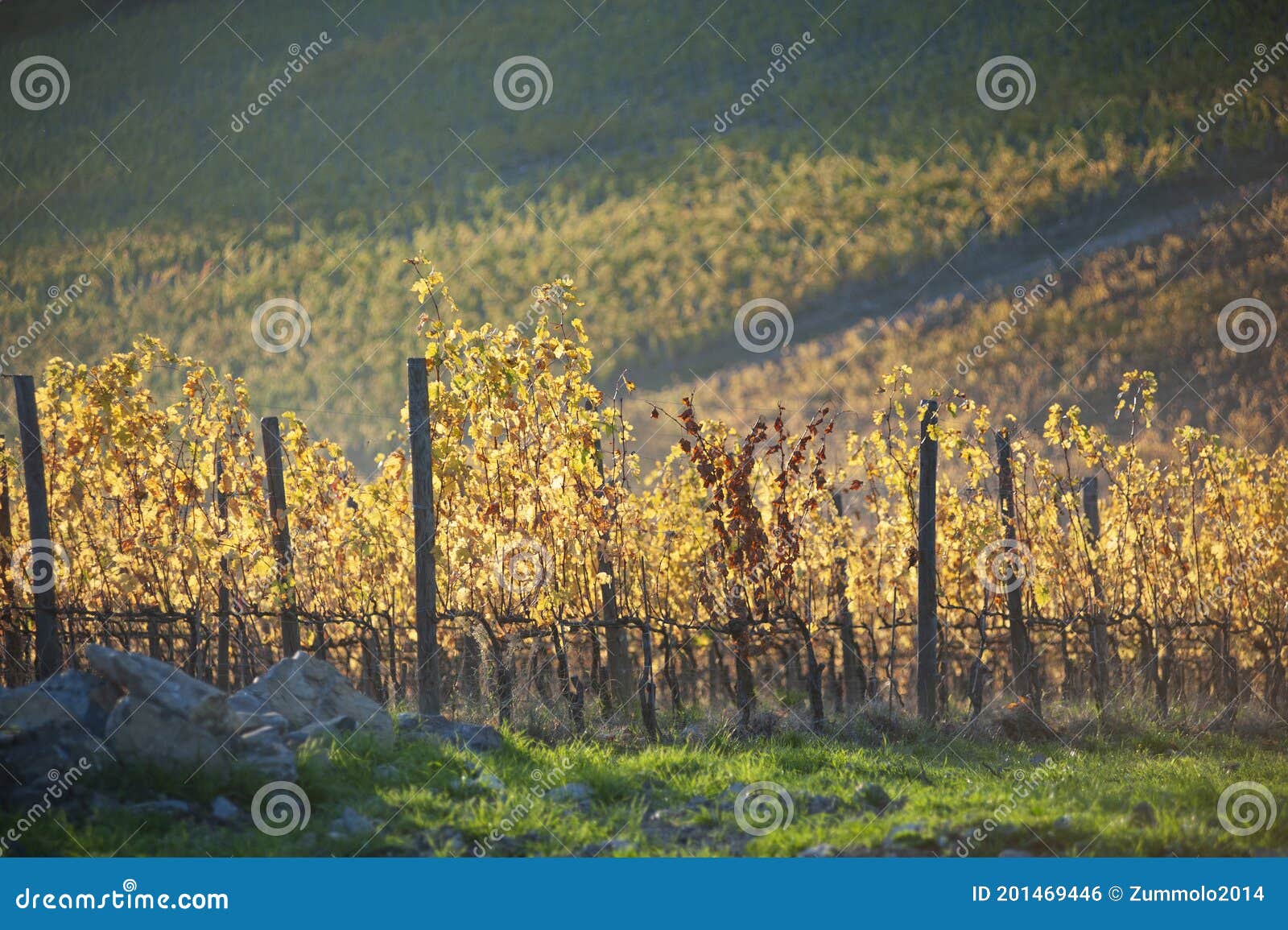 Vineyards in Autumn at Sunset Stock Photo - Image of golden, farmland ...