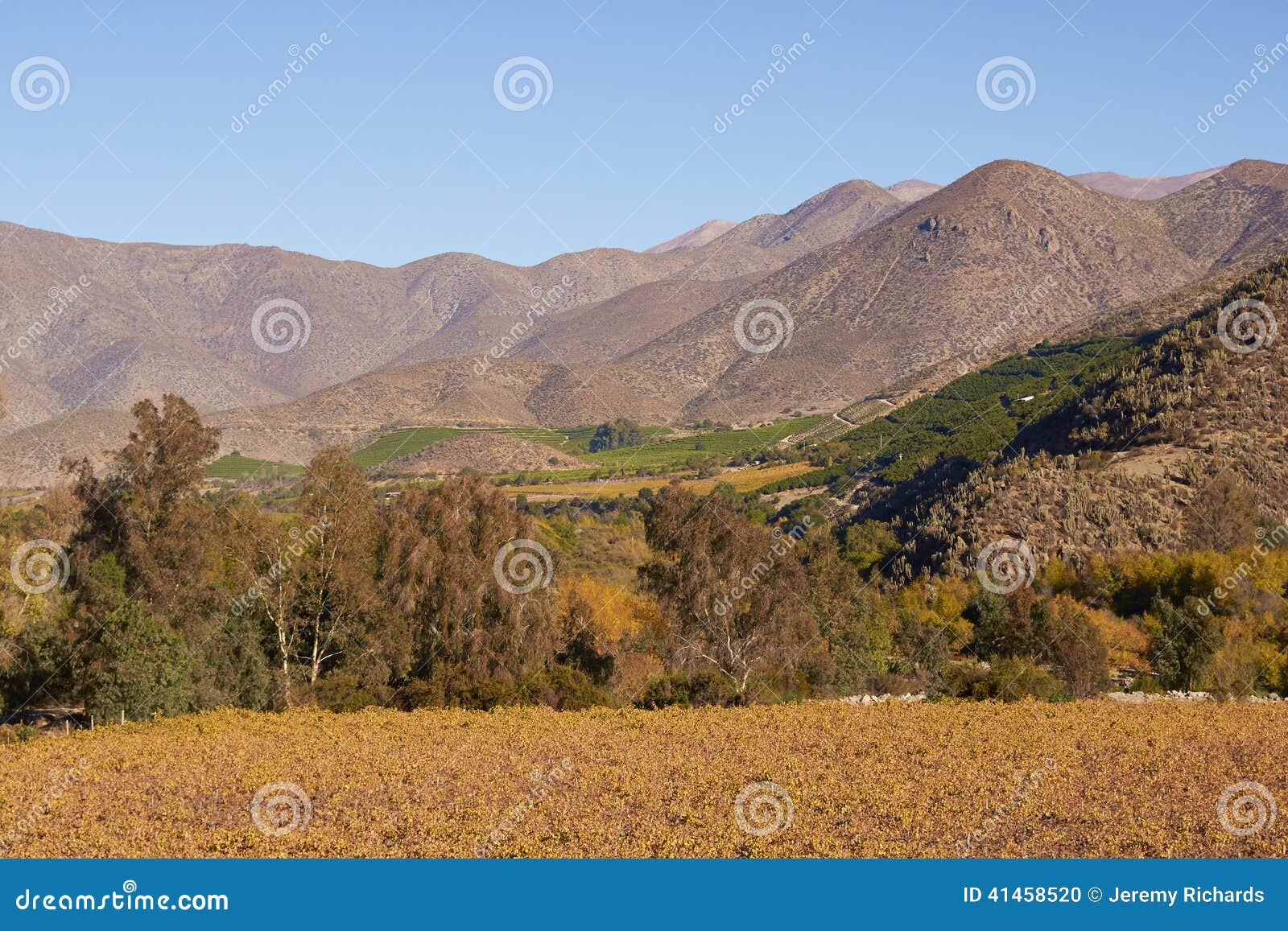 Vineyards of Chile stock photo. Image of wine, vineyard - 41458520
