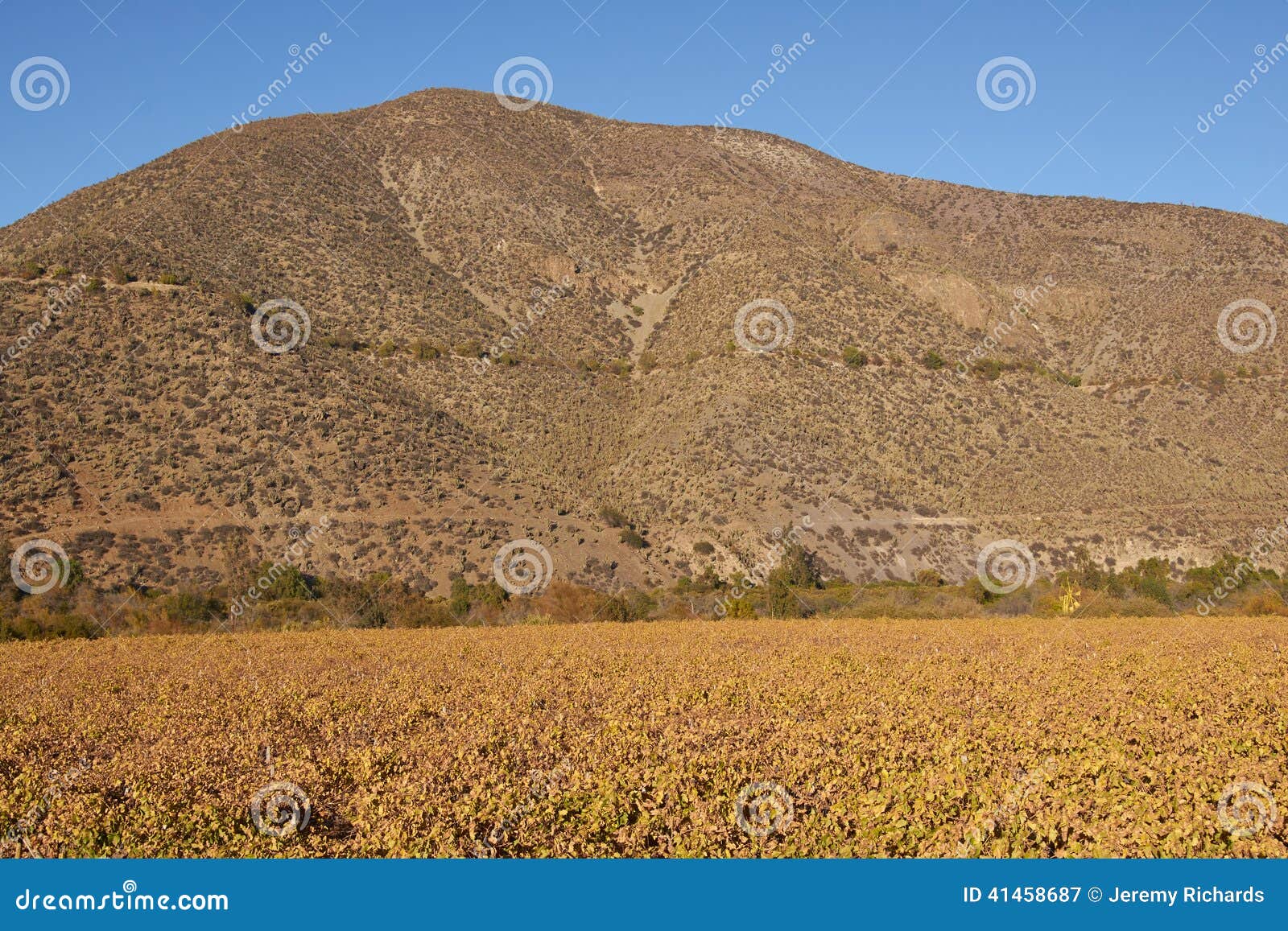 Vineyards of Chile stock image. Image of wine, valley - 41458687