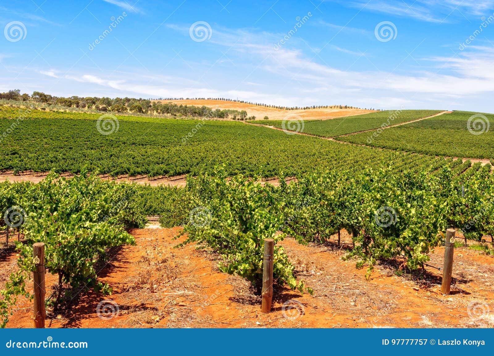 Vineyards - Clare Valley stock image. Image of rows, clare - 97777757
