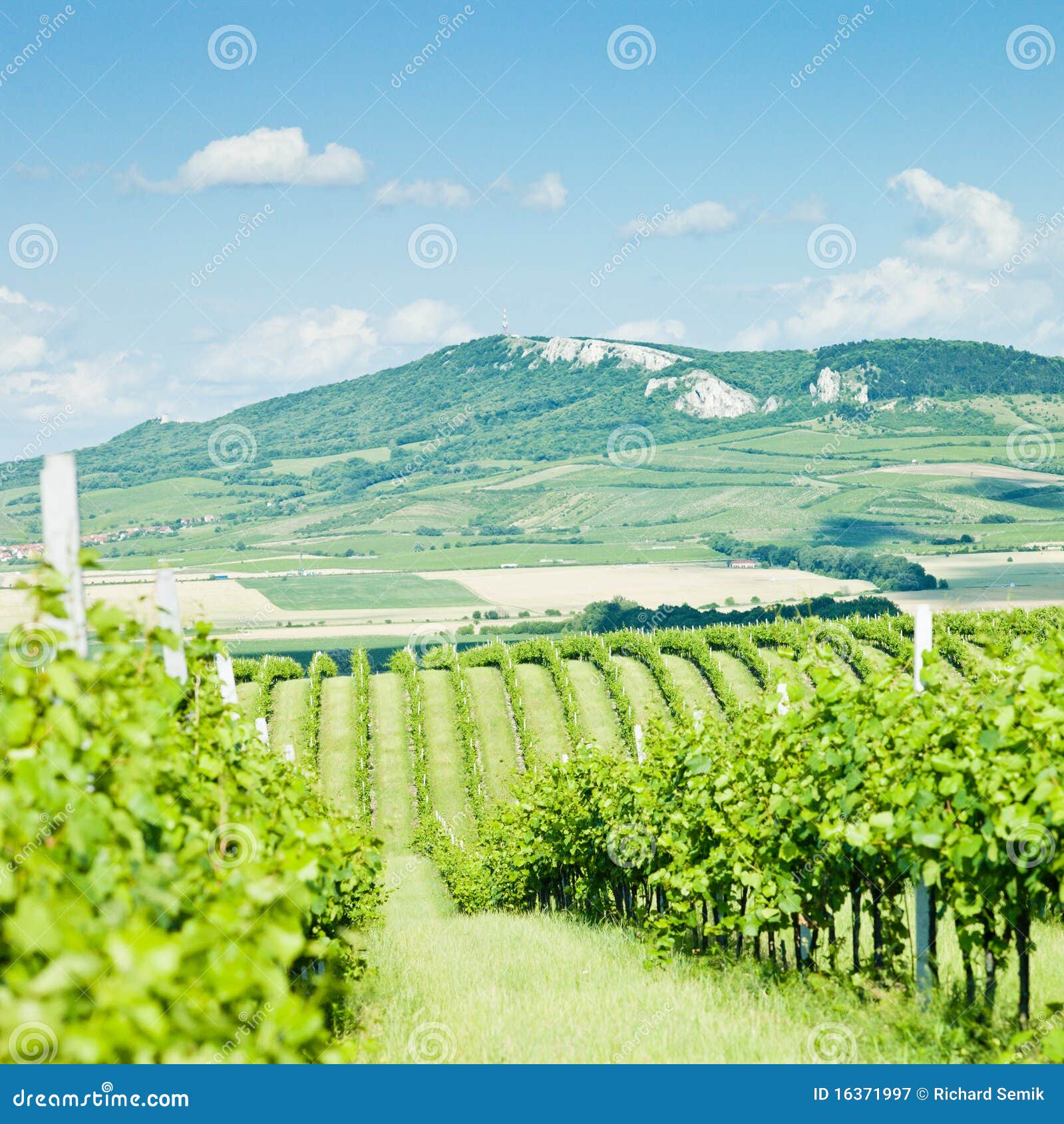 Vineyards, Czech Republic stock image. Image of growth - 16371997