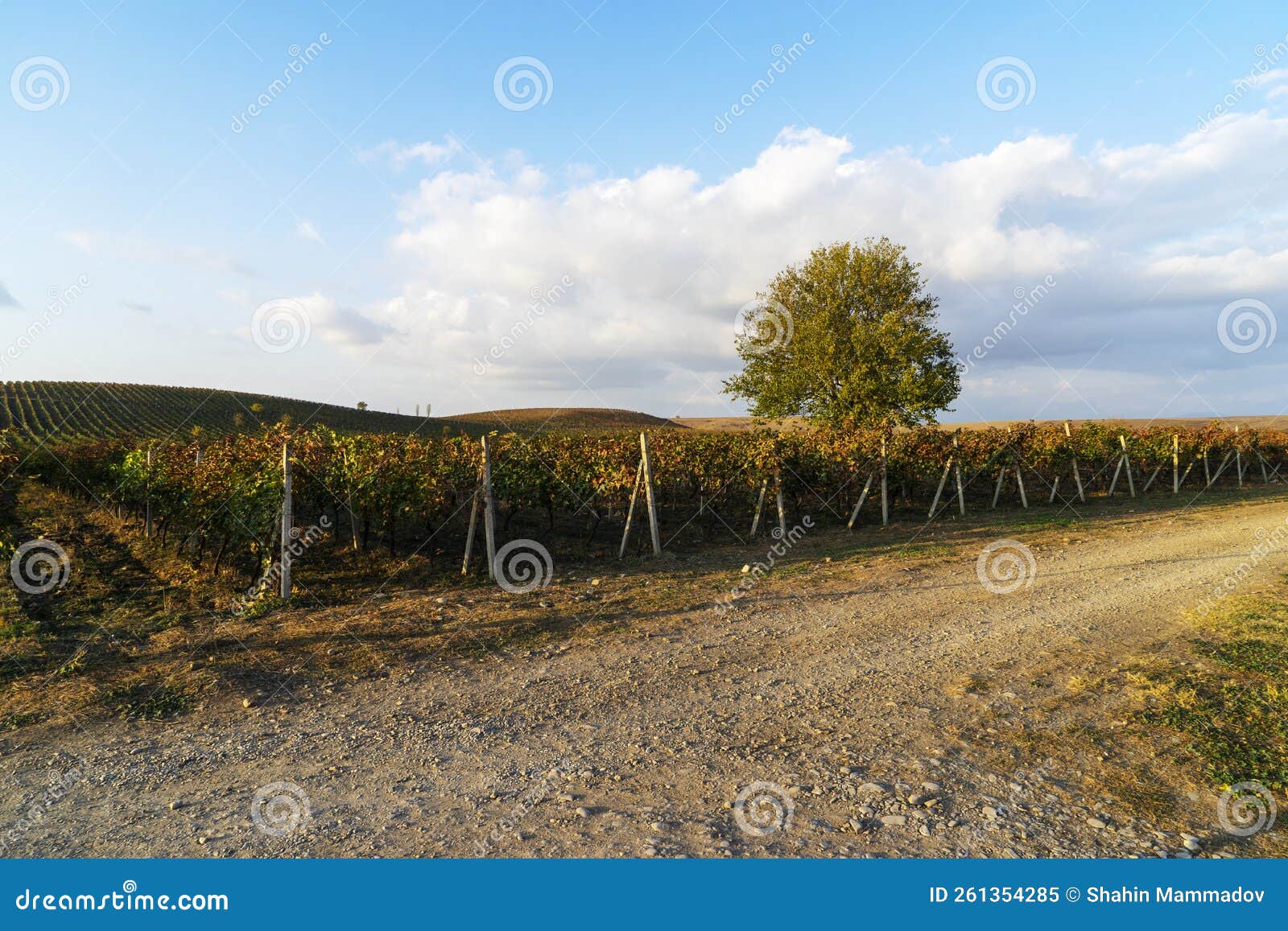 Vineyards in the District of Ivanovka, Azerbaijan. Stock Image - Image ...