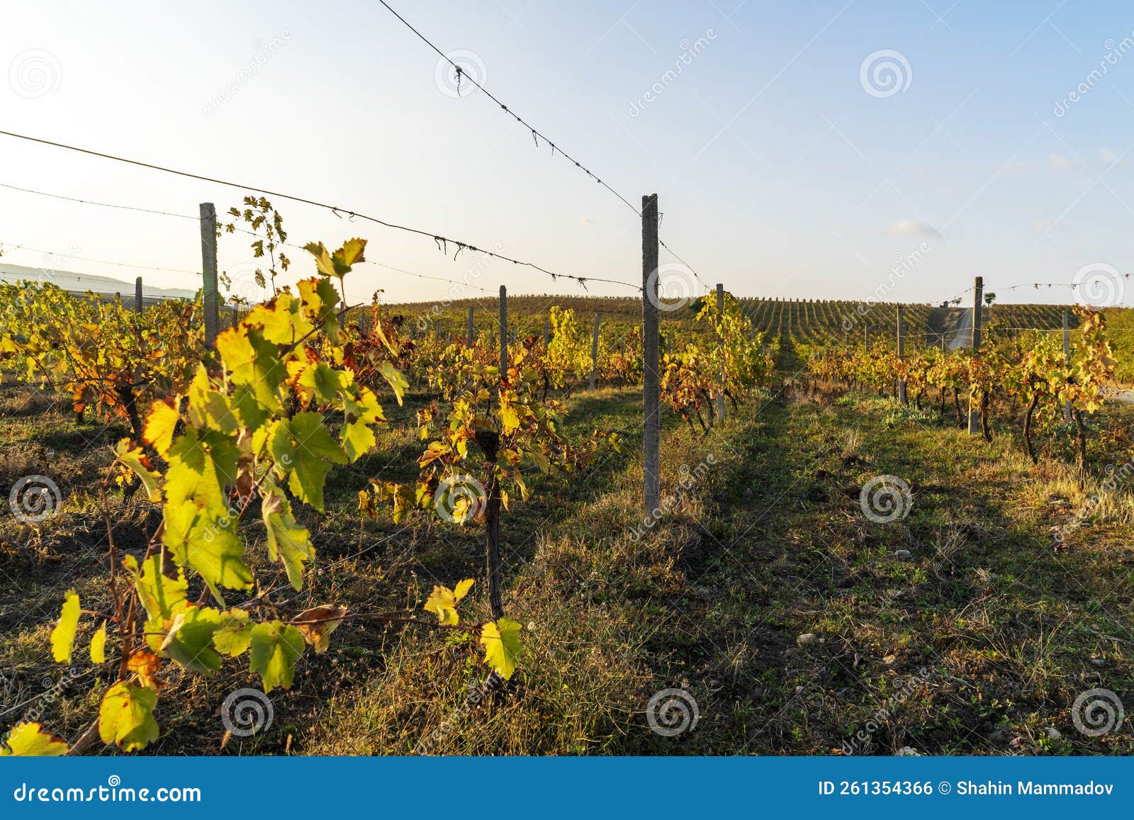 Vineyards in the District of Ivanovka, Azerbaijan. Stock Photo - Image ...