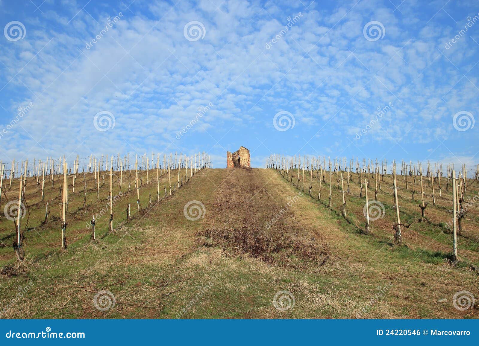 Vineyards in early spring stock photo. Image of rural - 24220546
