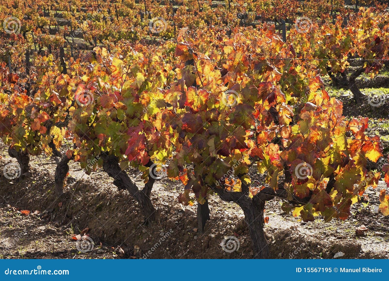 Vineyards in the fall stock image. Image of nature, farming - 15567195