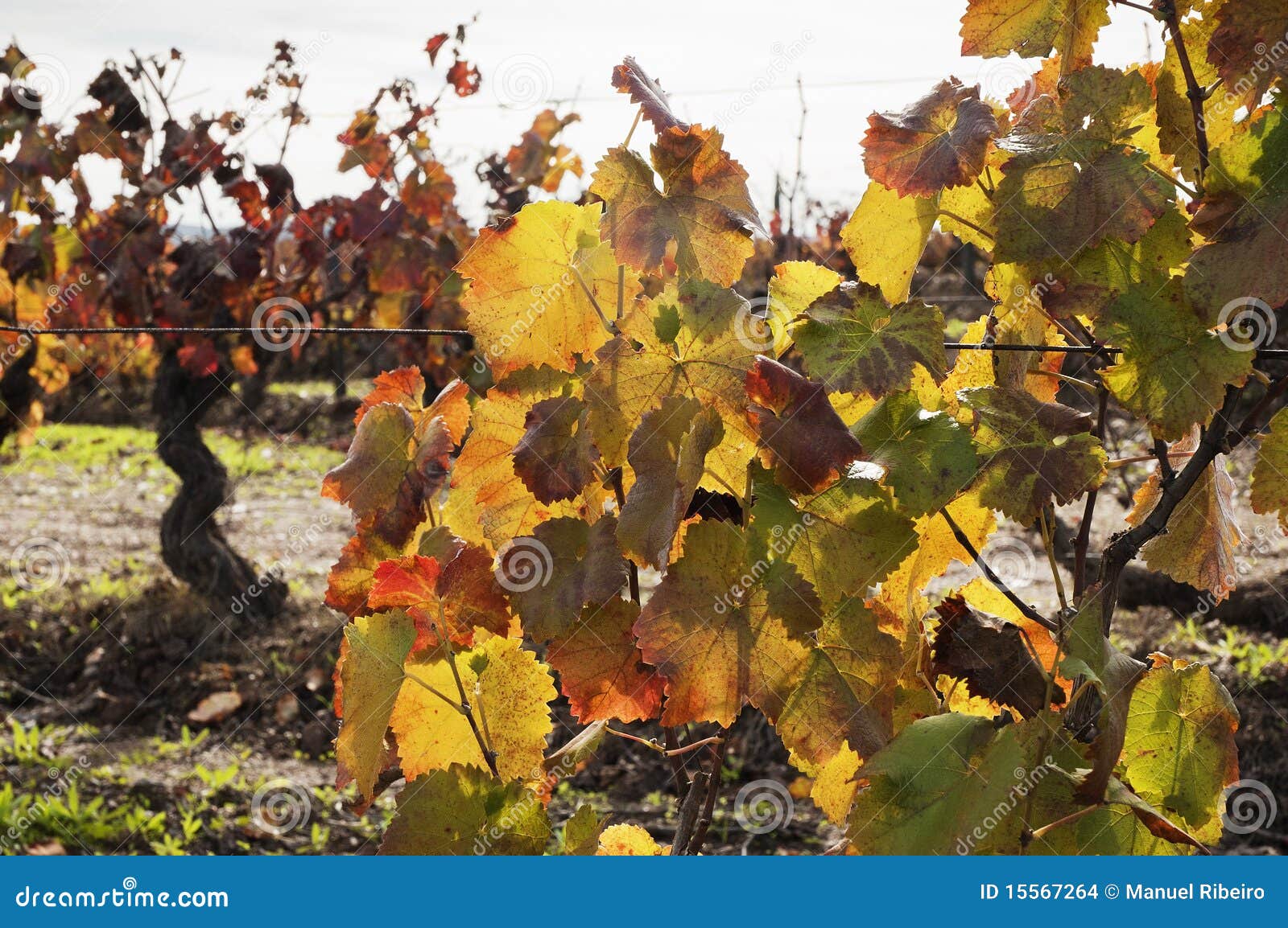 Vineyards in the fall stock photo. Image of season, vineyard - 15567264