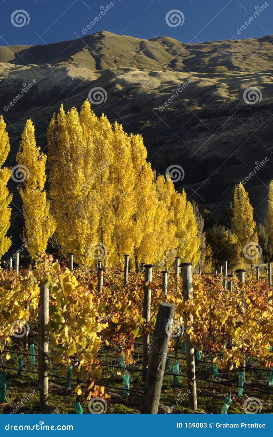 Vineyards in Fall stock image. Image of autumn, vineyard - 169003