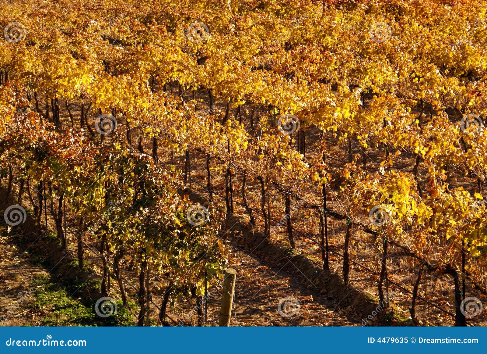 Vineyards in fall stock image. Image of yakima, vineyard - 4479635