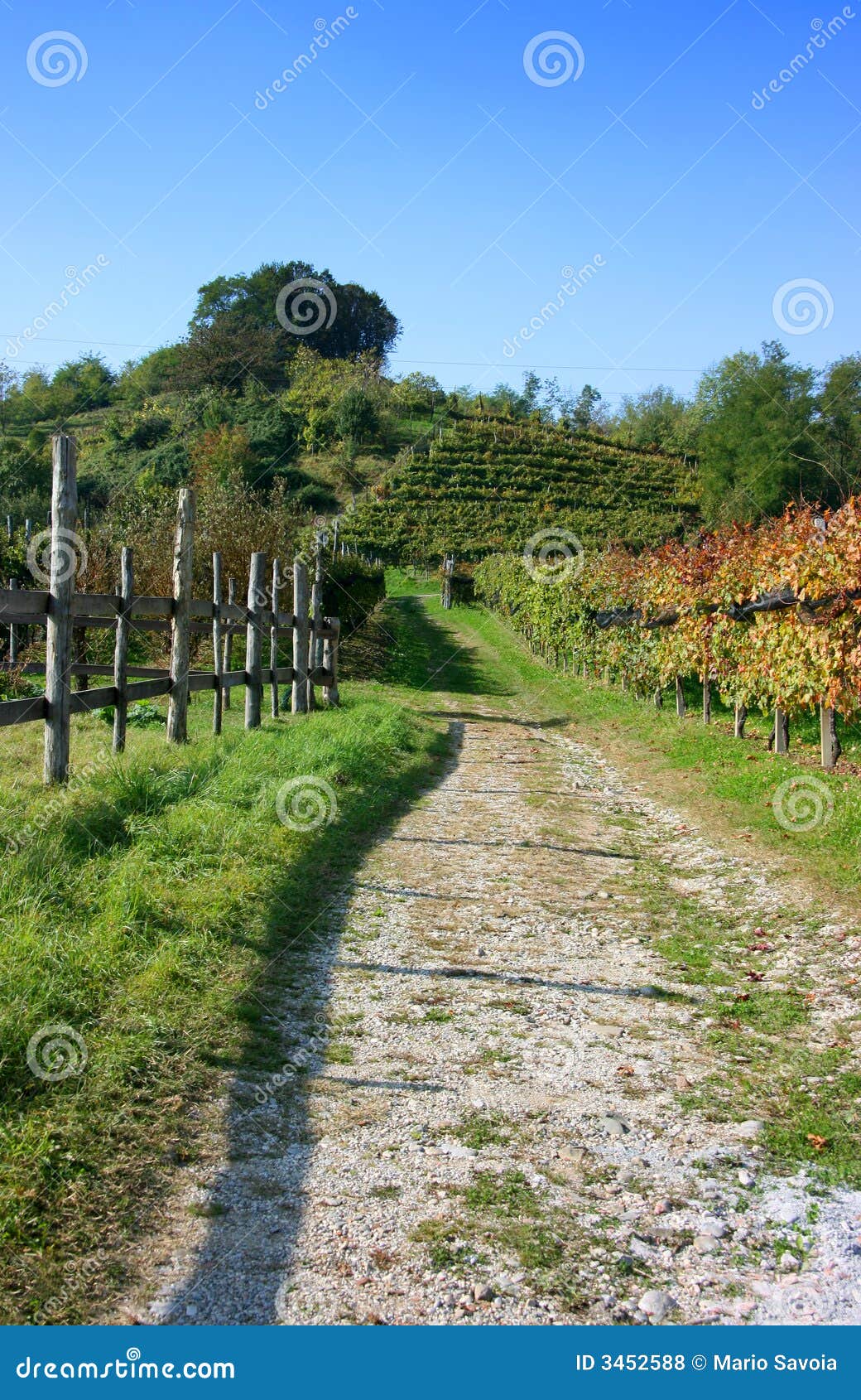 Vineyards in Fall, Vertical Stock Photo - Image of fence, agriculture ...