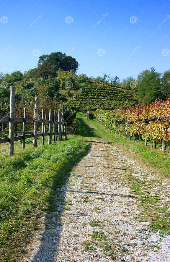 Vineyards in Fall, Vertical Stock Photo - Image of fence, agriculture ...