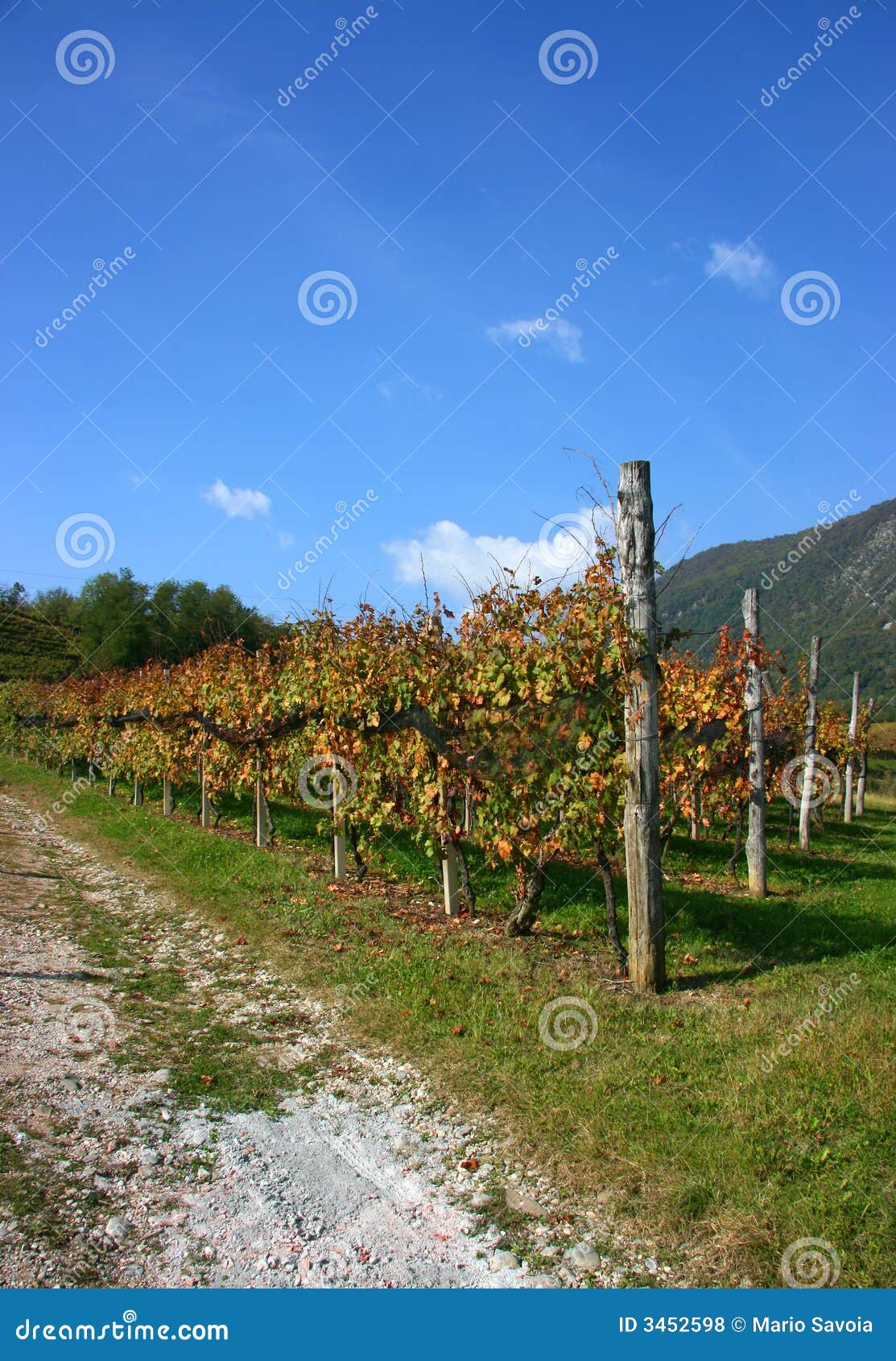 Vineyards in Fall, Vertical Stock Photo - Image of landscape, fall: 3452598