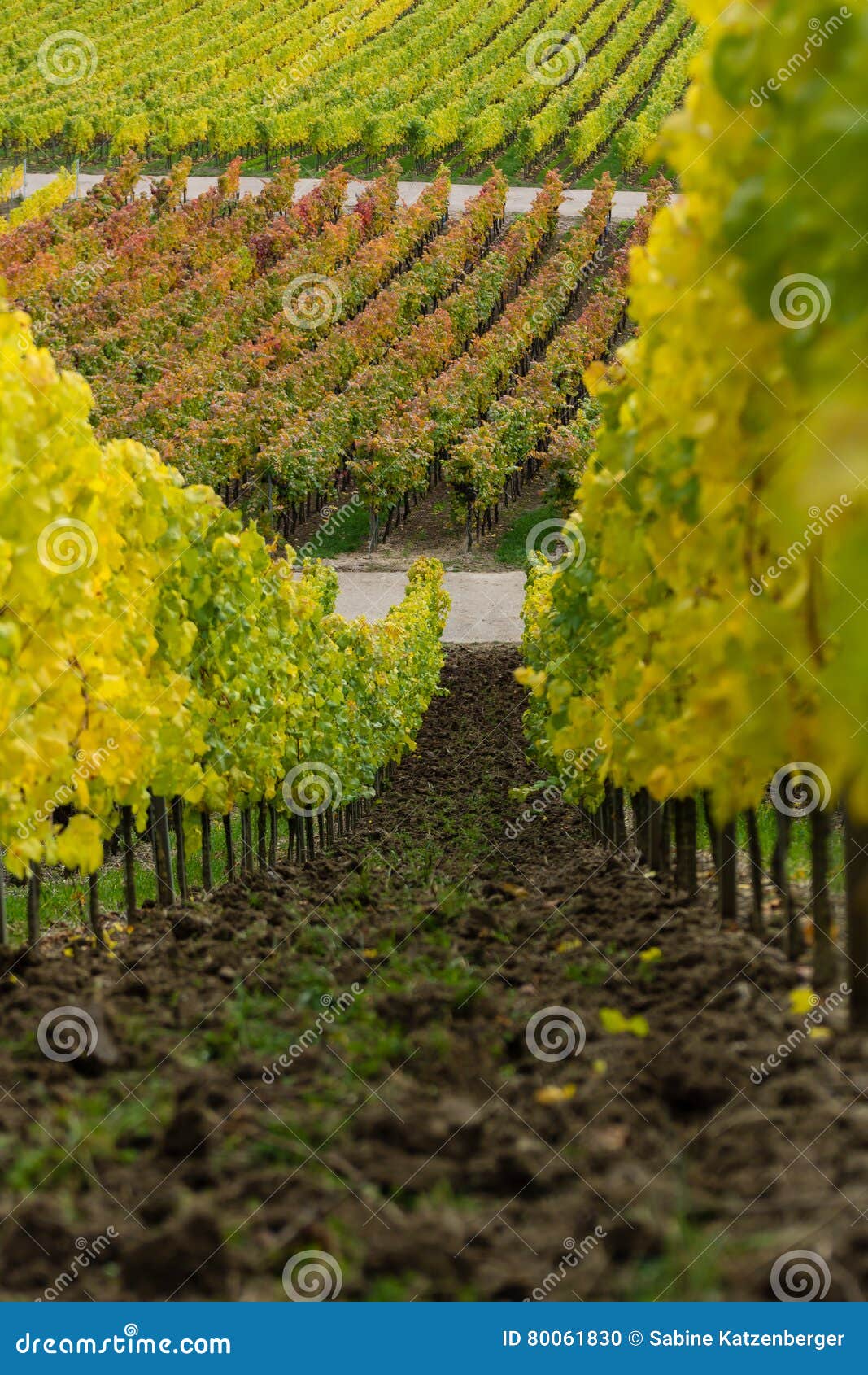 Vineyards in fall stock photo. Image of travel, germany - 80061830