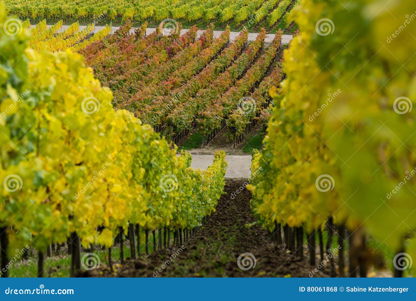 Vineyards in fall stock photo. Image of leaves, rural - 80061868