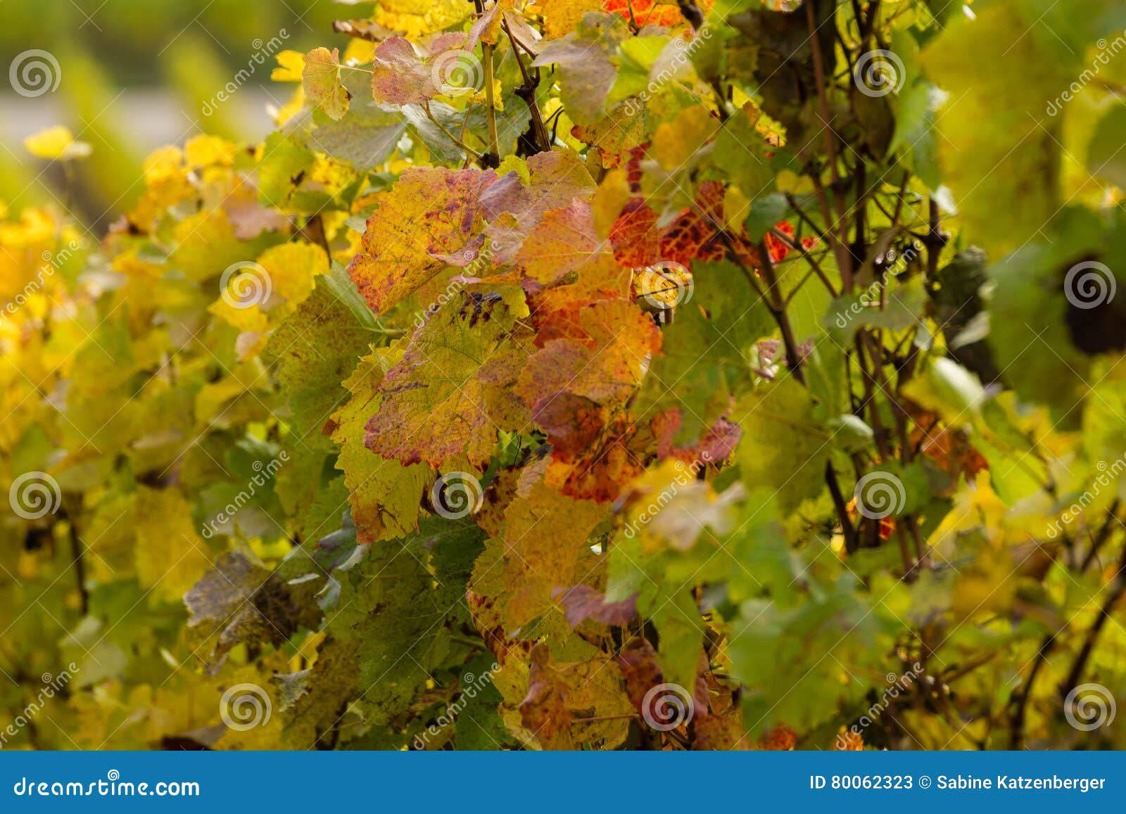Vineyards in fall stock image. Image of season, countryside - 80062323