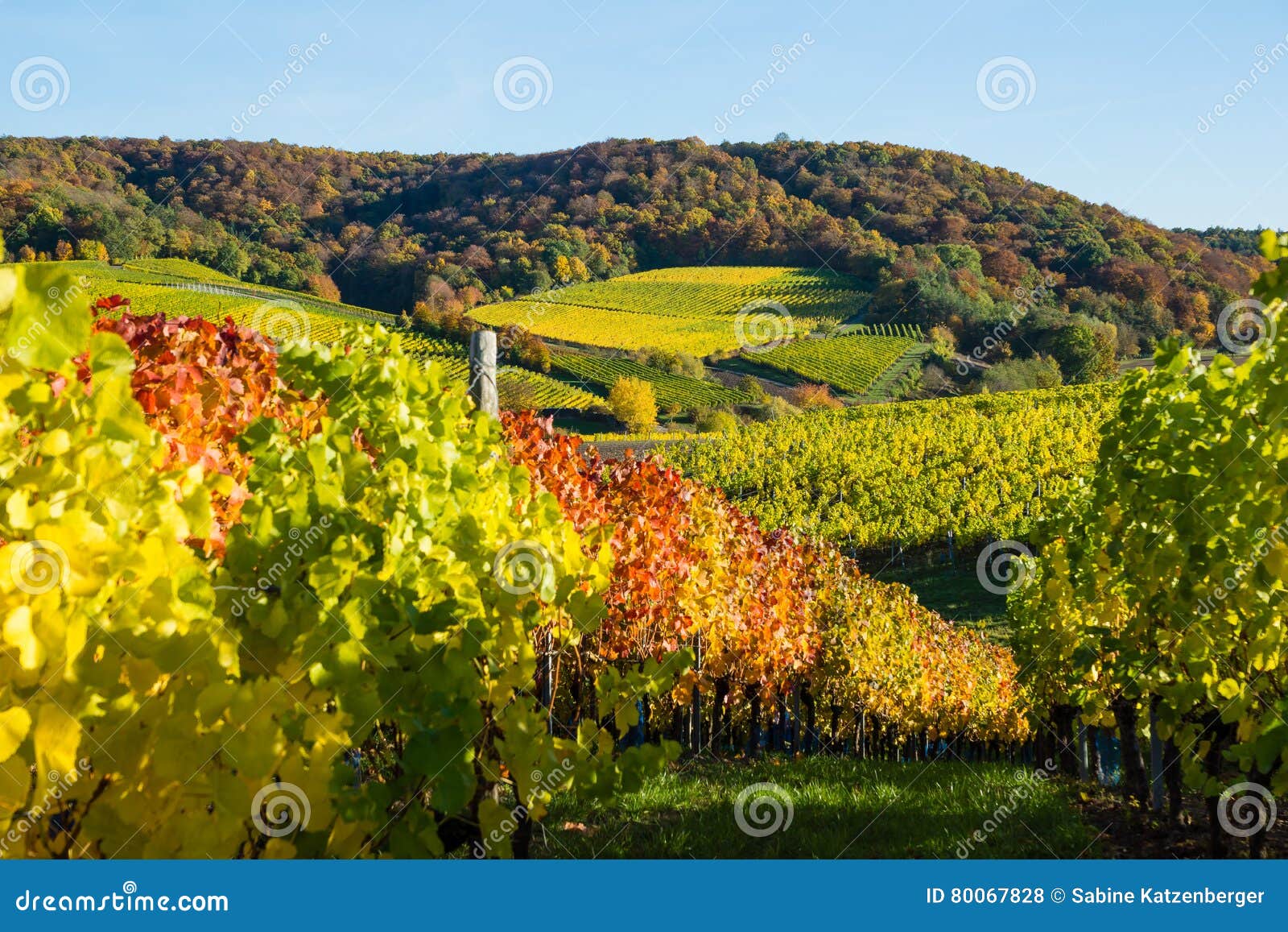 Vineyards in fall stock photo. Image of autumn, valley - 80067828