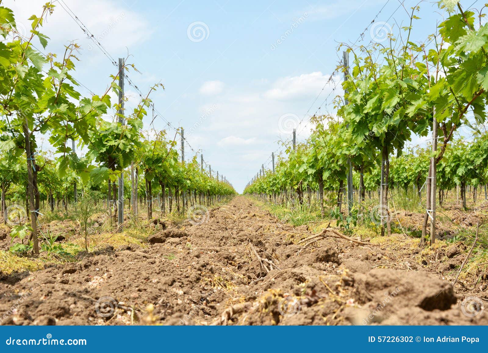 Vineyards stock photo. Image of countryside, leaves, drink - 57226302