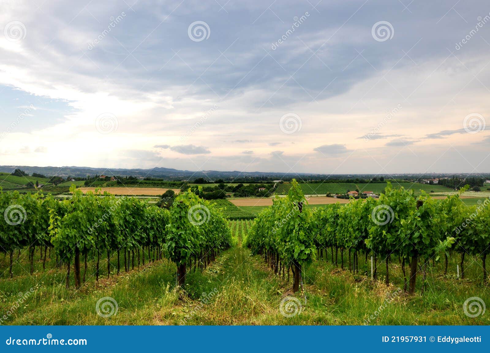 Vineyards and fields stock image. Image of rural, countryside - 21957931