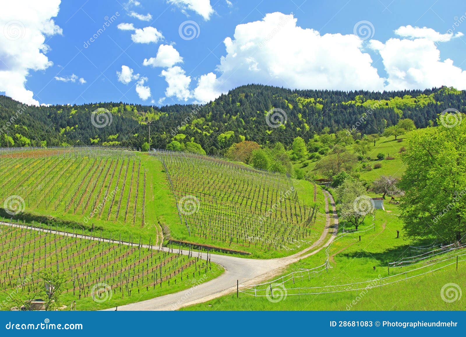 Vineyards in Germany stock image. Image of trees, baden - 28681083