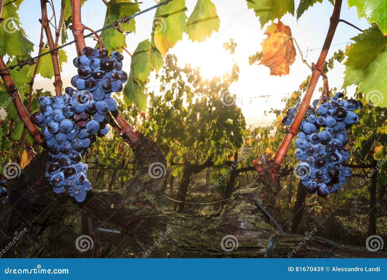 Vineyards and Grape Vine at Sunset Stock Image - Image of background ...