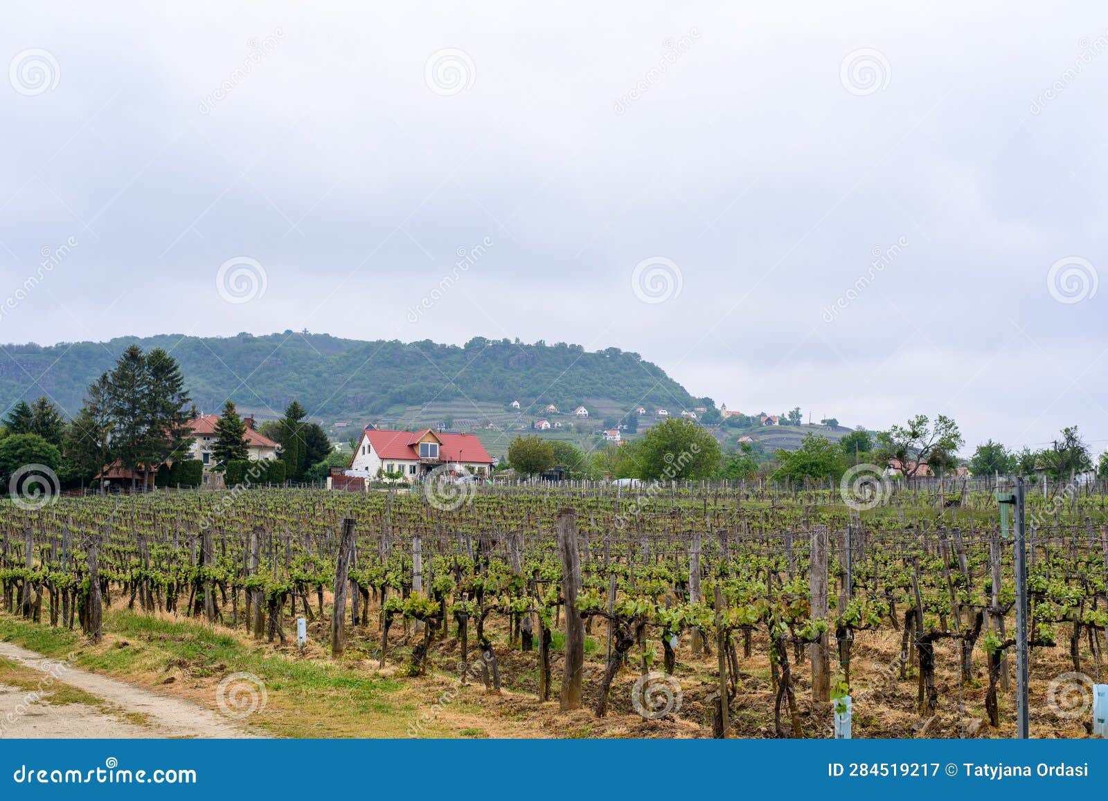 Vineyards with Grapevine . Rows of Vine Grape in Vineyards in Spring ...