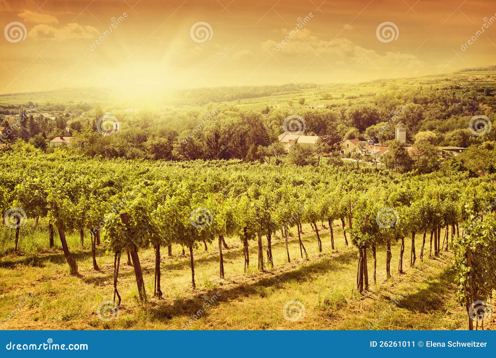 Vineyards landscape stock image. Image of country, vienna - 26261011