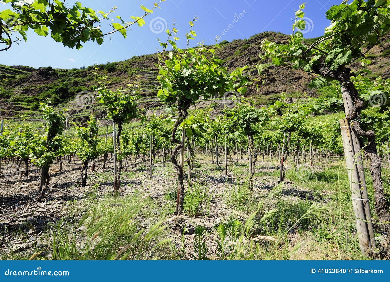 Vineyards at the Mosel, Germany Stock Photo - Image of wine, germany ...