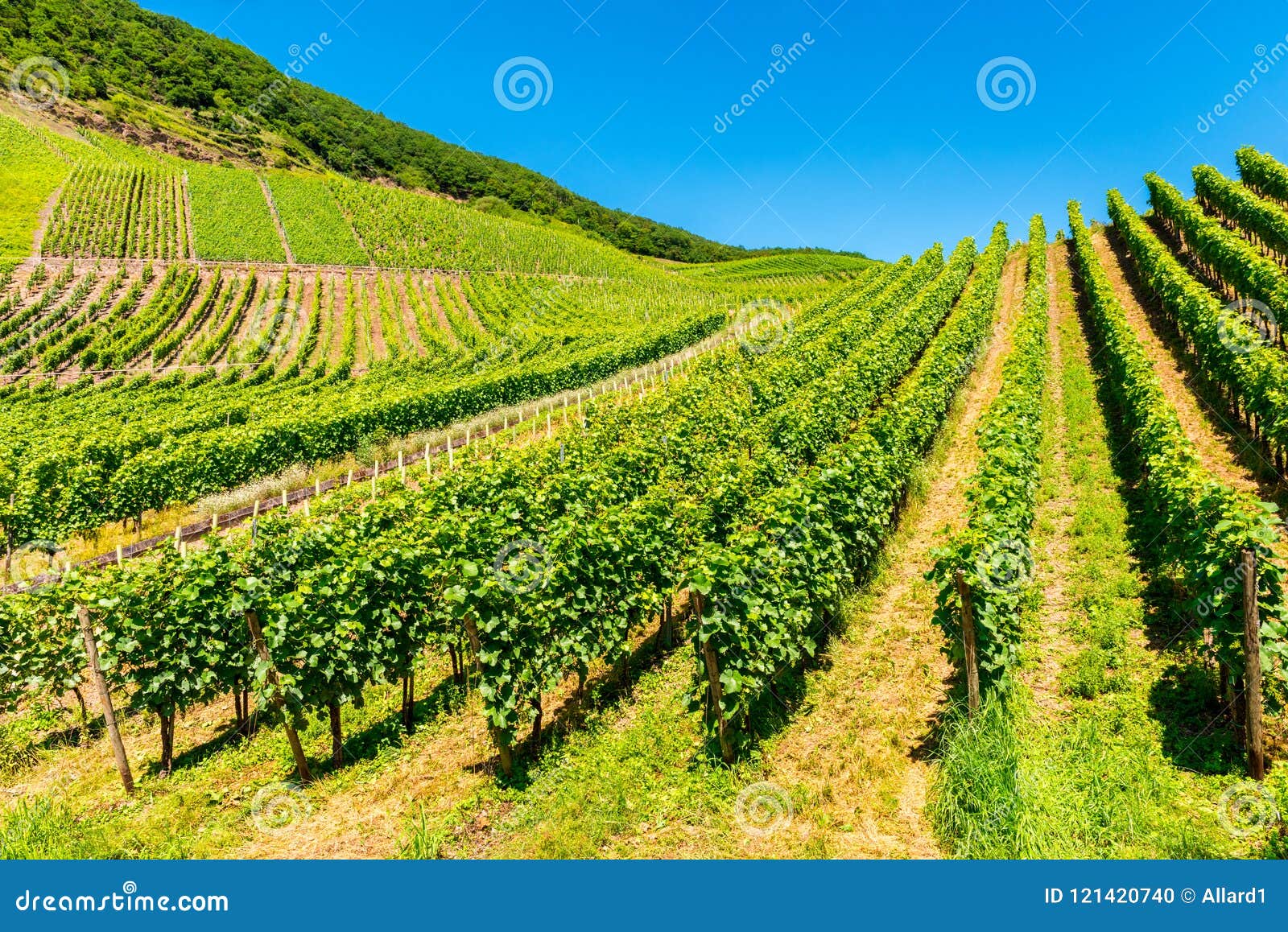 Vineyards in Mosel Valley Germany Stock Photo - Image of travel ...