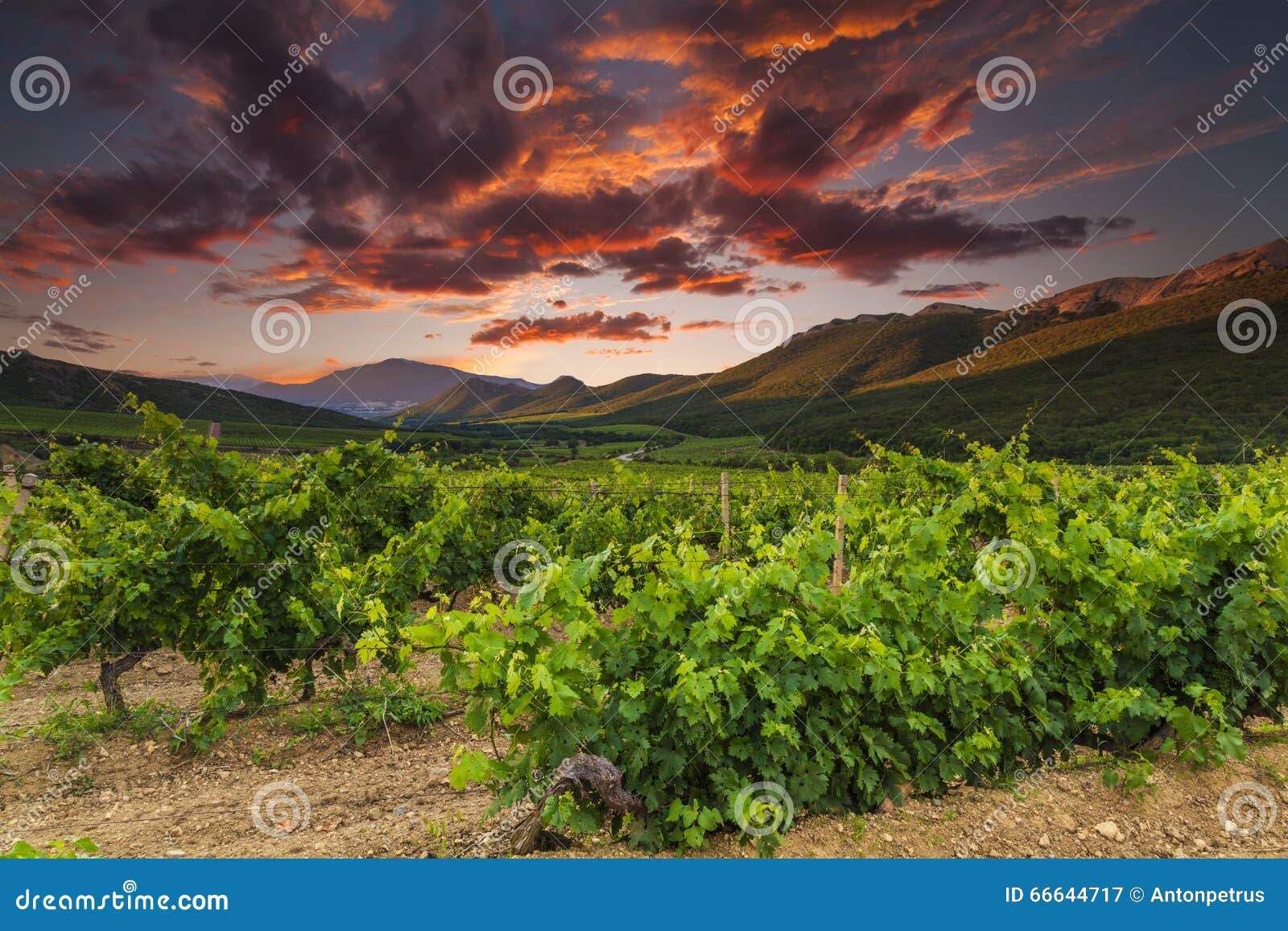 Vineyards and Mountains on the Background of Sunset. Stock Image ...