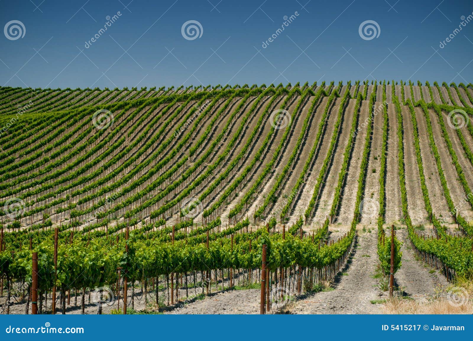 Vineyards of Napa Valley, Usa Stock Image - Image of california, merlot ...