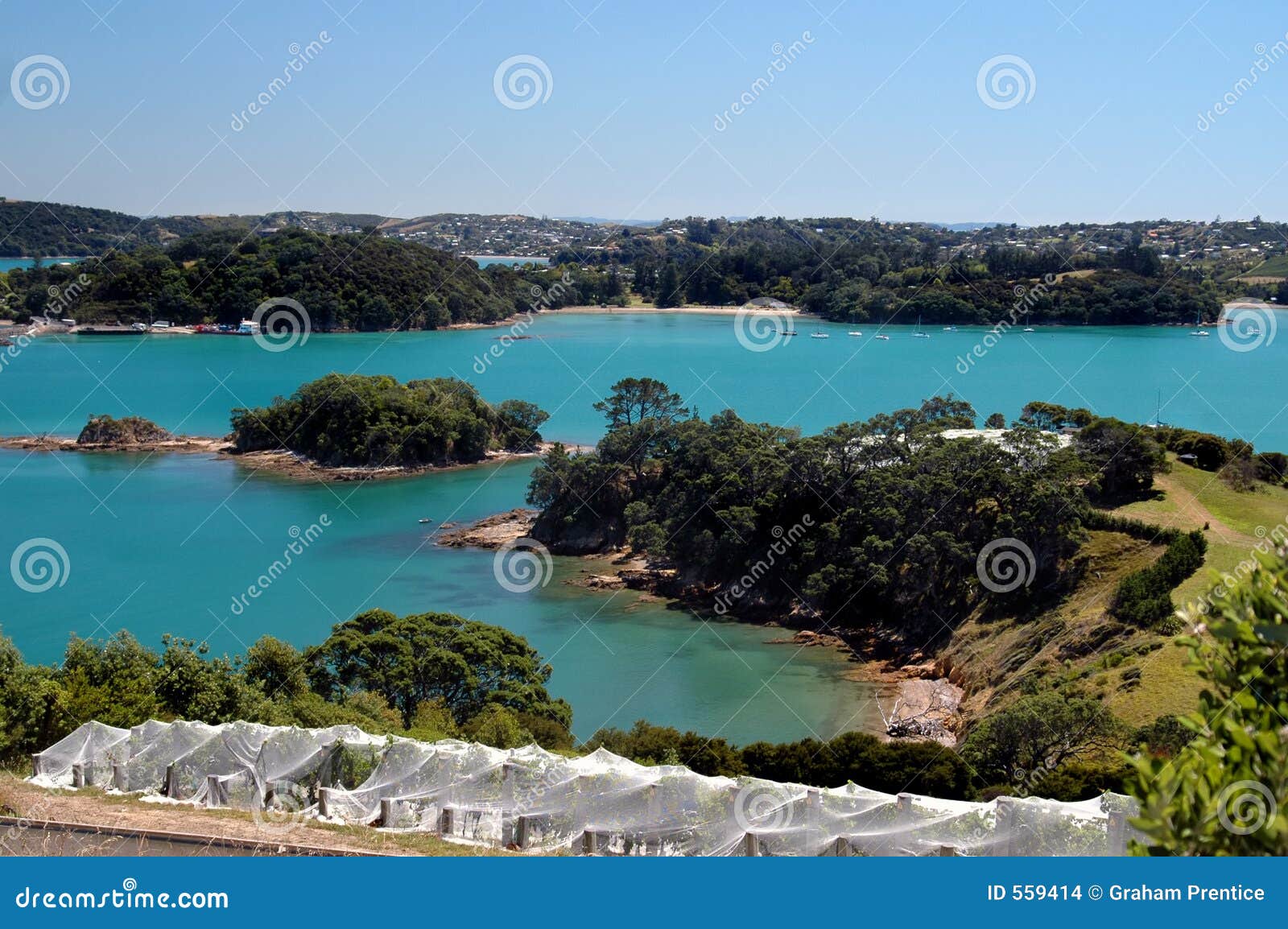Vineyards near the coast stock photo. Image of tropical - 559414
