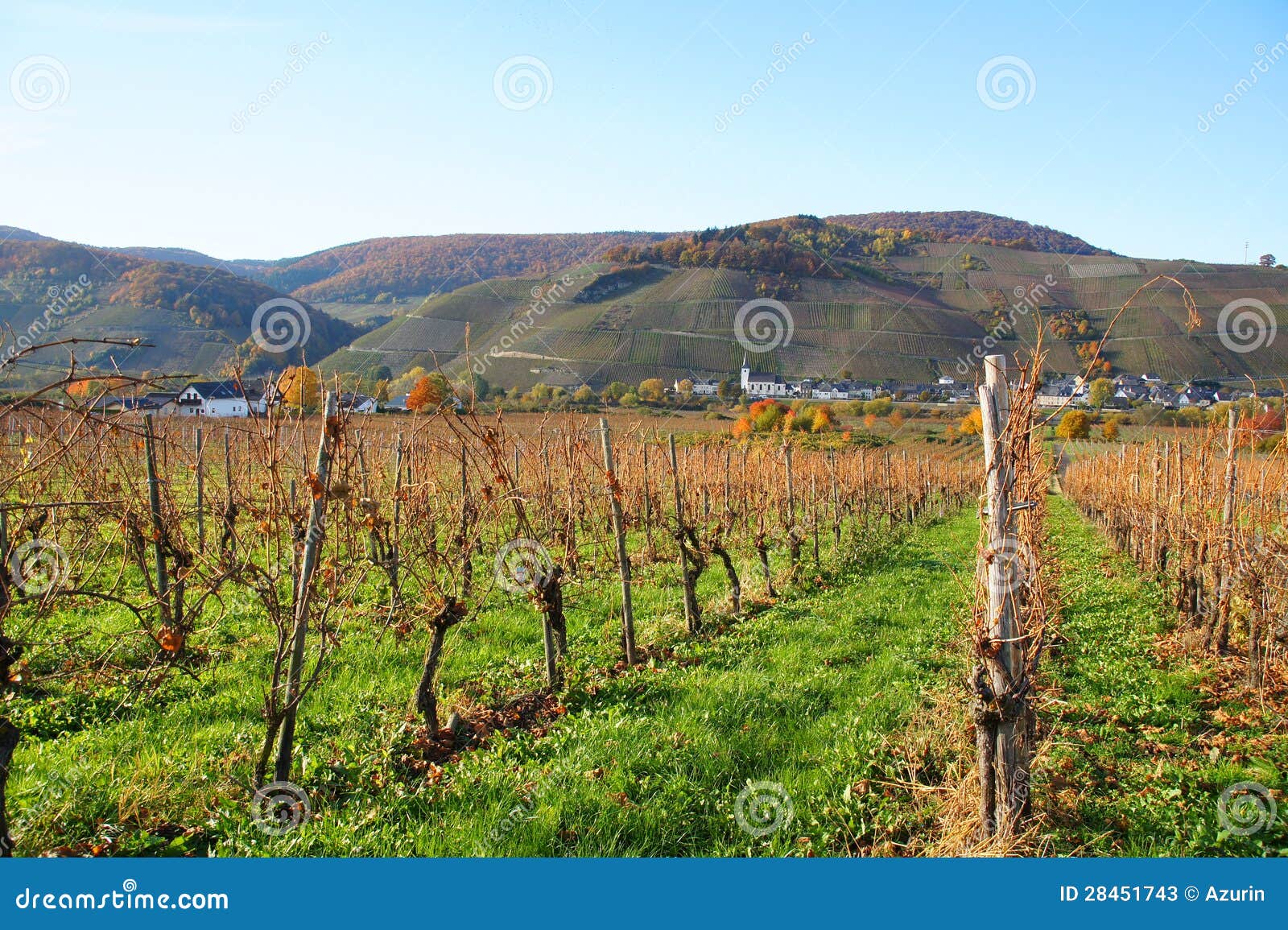 Vineyards Near Wintrich on the Moselle Stock Image - Image of landscape ...