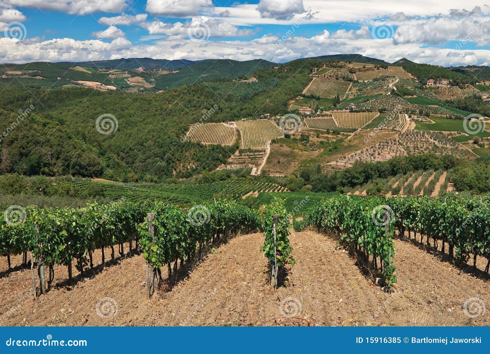 Vineyards and Olive Tree Plantations. Stock Image - Image of vine ...