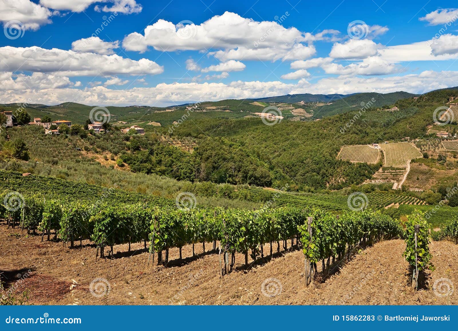 Vineyards and olive trees. stock image. Image of slope - 15862283