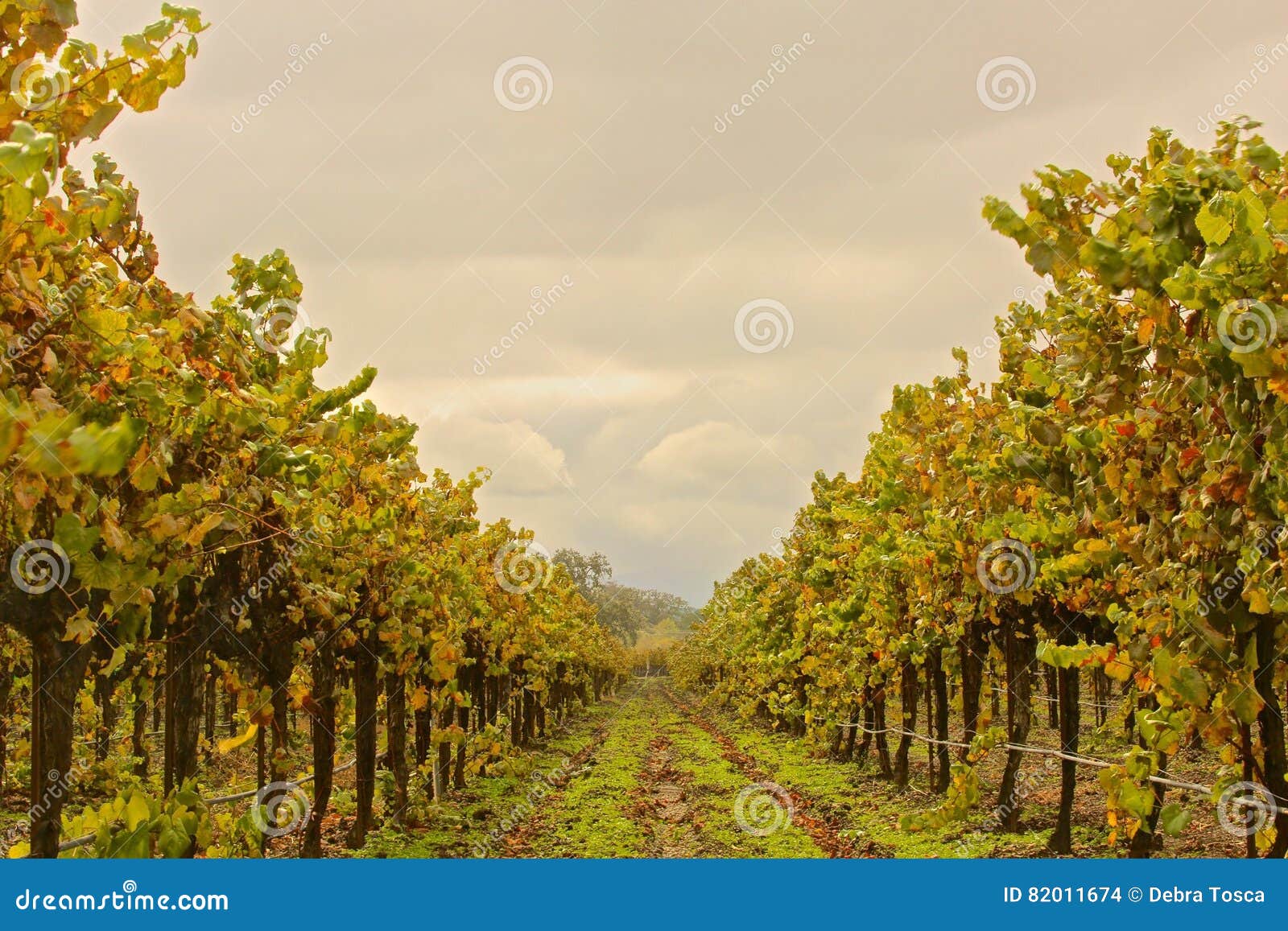 Opolo Winery Stock Photos - Free & Royalty-Free Stock Photos from ...