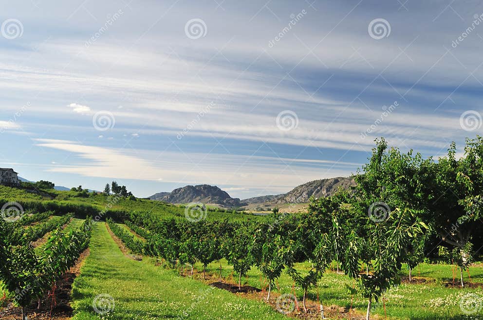 Vineyards and Orchards in Osoyoos Stock Image - Image of osoyoos ...
