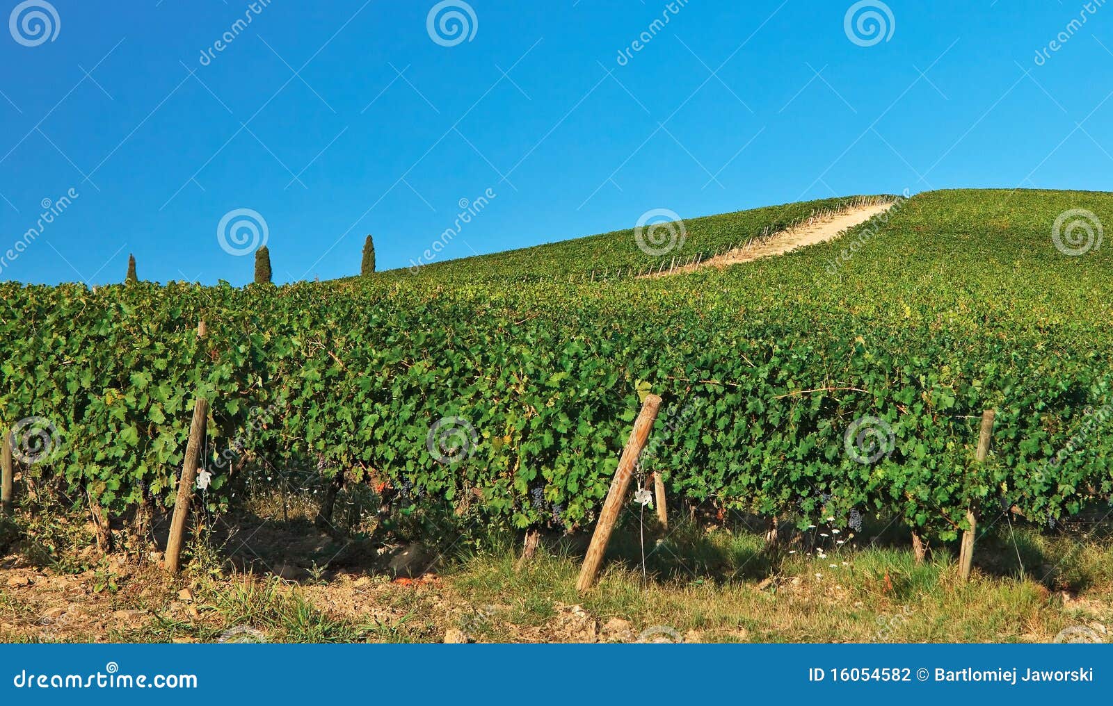 Vineyards over hill. stock photo. Image of countryside - 16054582