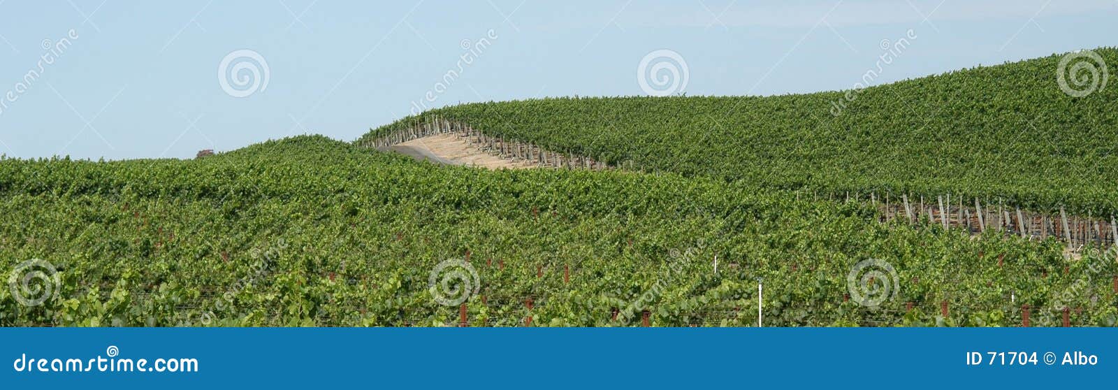 Vineyards panorama stock photo. Image of pano, vineyards - 71704