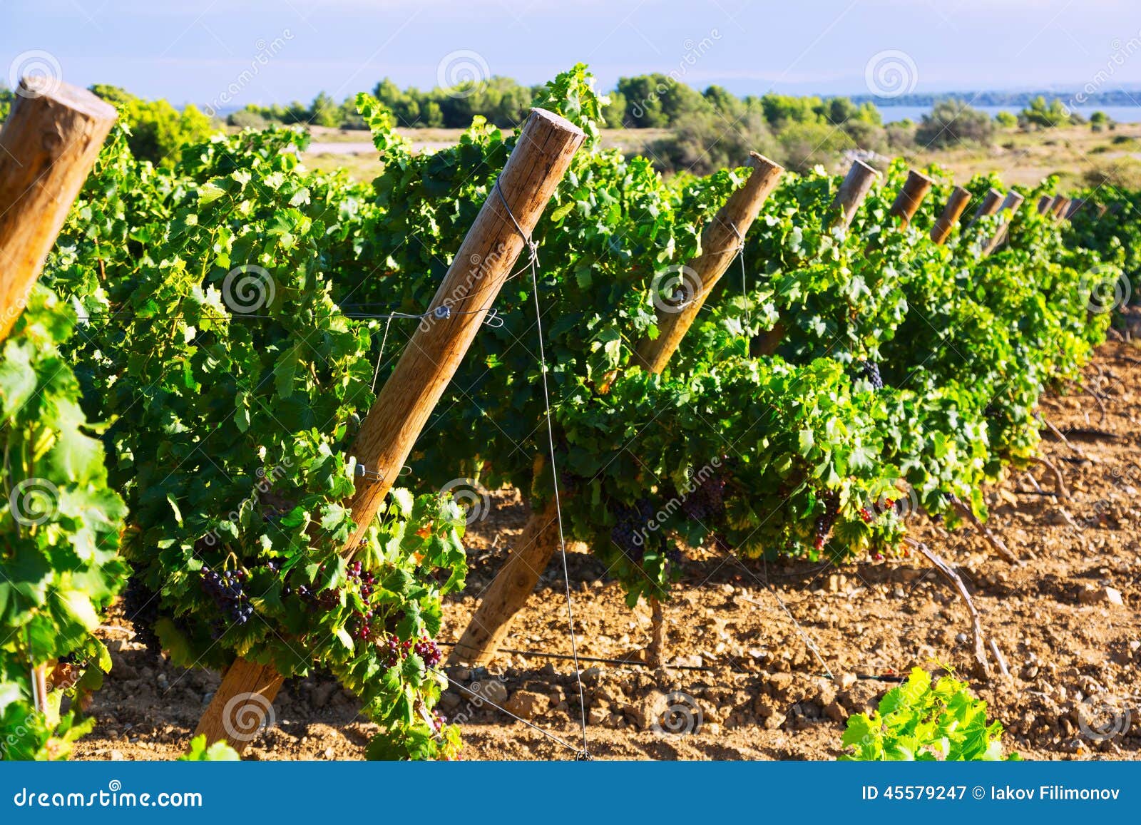Vineyards plan stock image. Image of france, country - 45579247