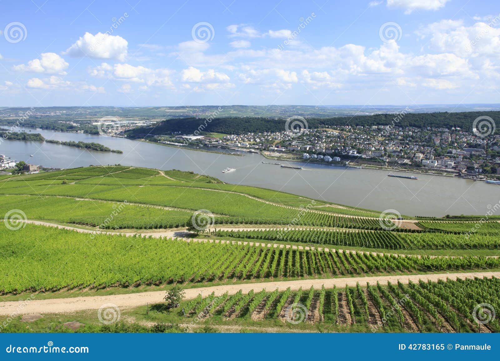 Vineyards River Rhine stock image. Image of europe, fruit - 42783165