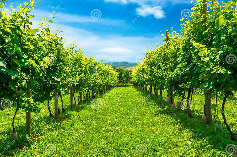 Vineyards row stock photo. Image of wine, plants, scenics - 37838956