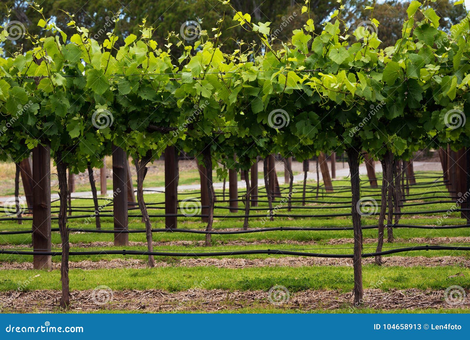 Vineyards rows close up stock image. Image of grapevinem - 104658913