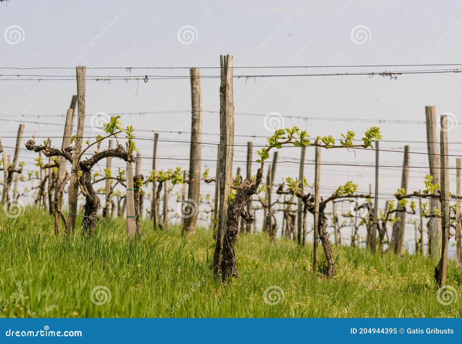 Vineyards in rows stock image. Image of green, plant - 204944395