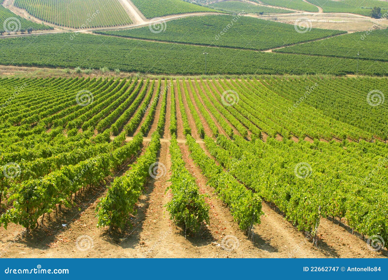 Vineyards in Sicily stock image. Image of nature, hectare - 22662747